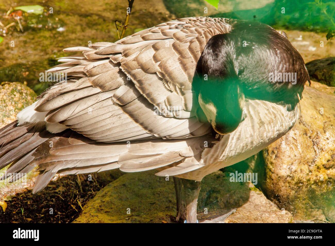 Side view of a marbled duck standing on stones Stock Photo - Alamy