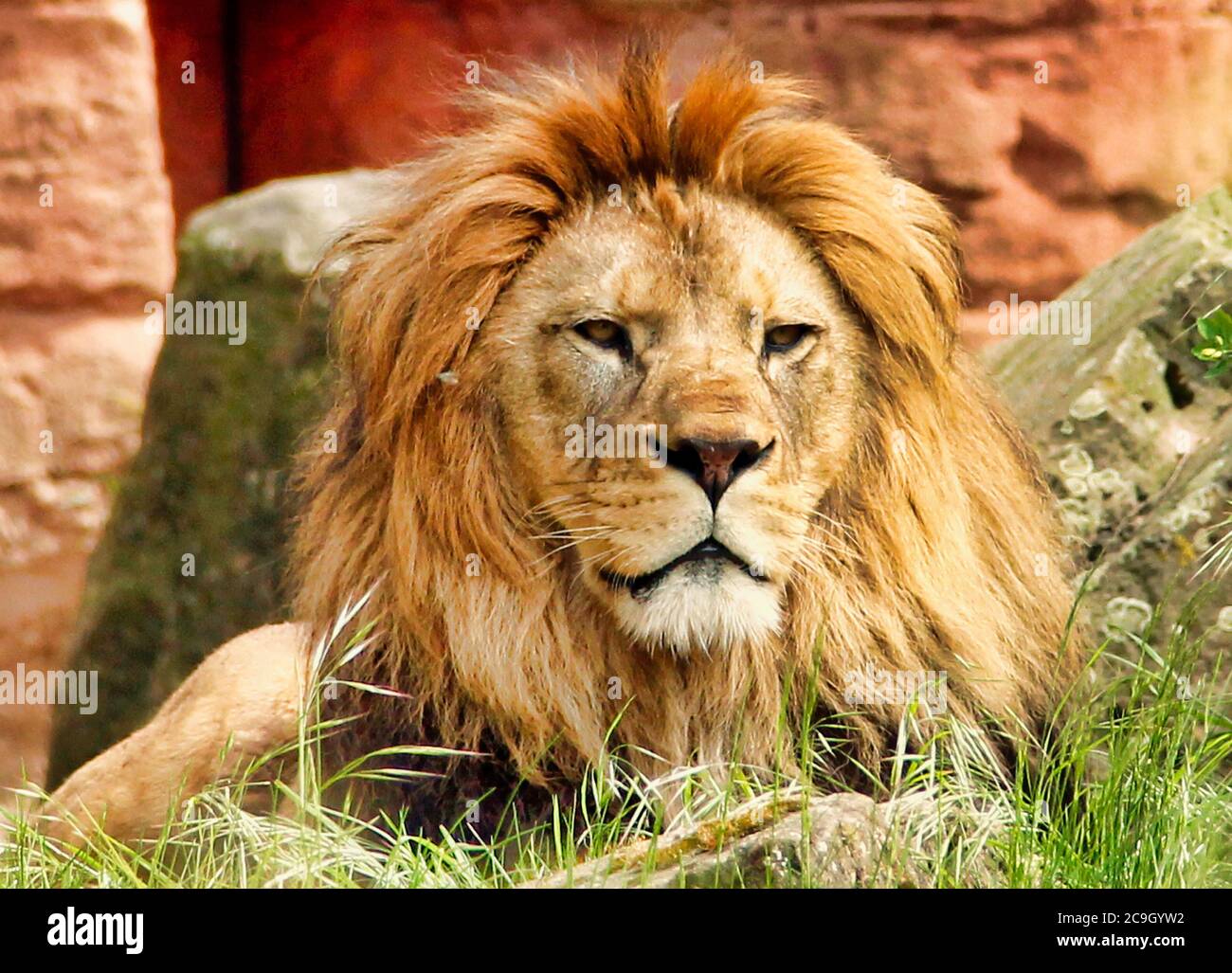 Berber Lion High Resolution Stock Photography and Images - Alamy