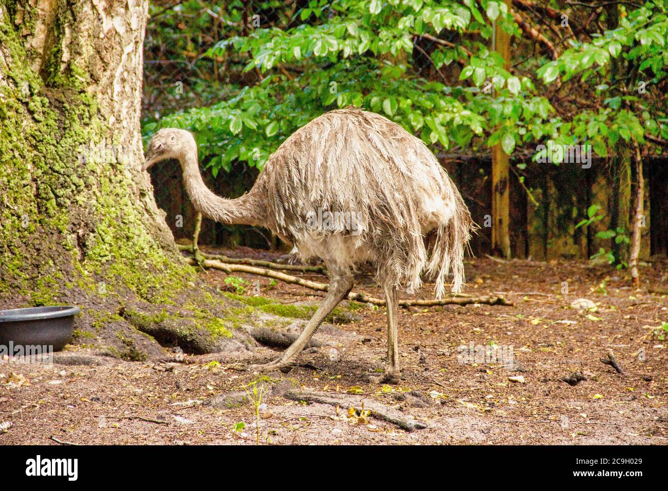 Darwinii gould hi-res stock photography and images - Alamy