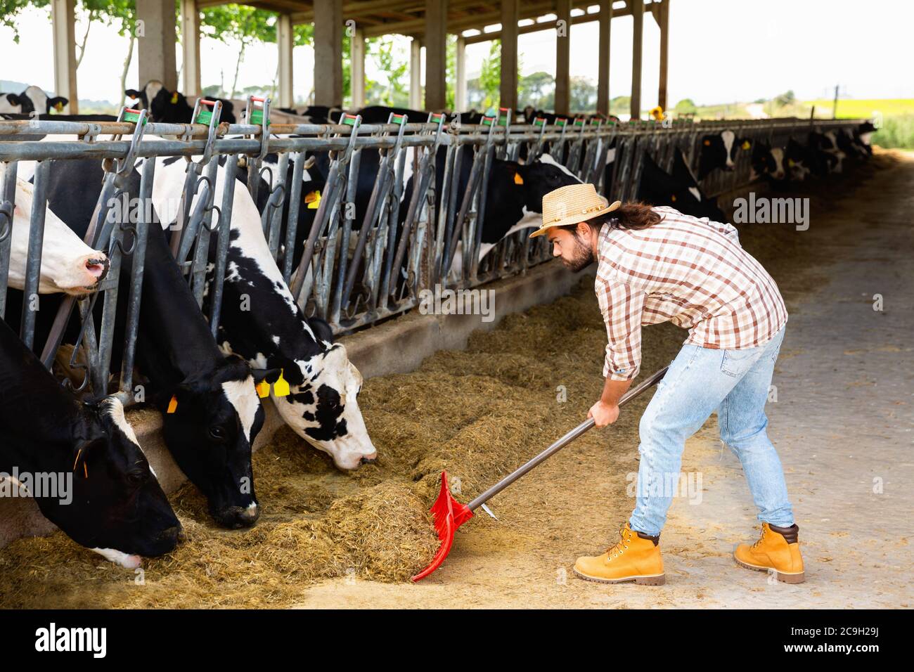 Young serious positive bearded farmer working in cowshed, engaged in ...