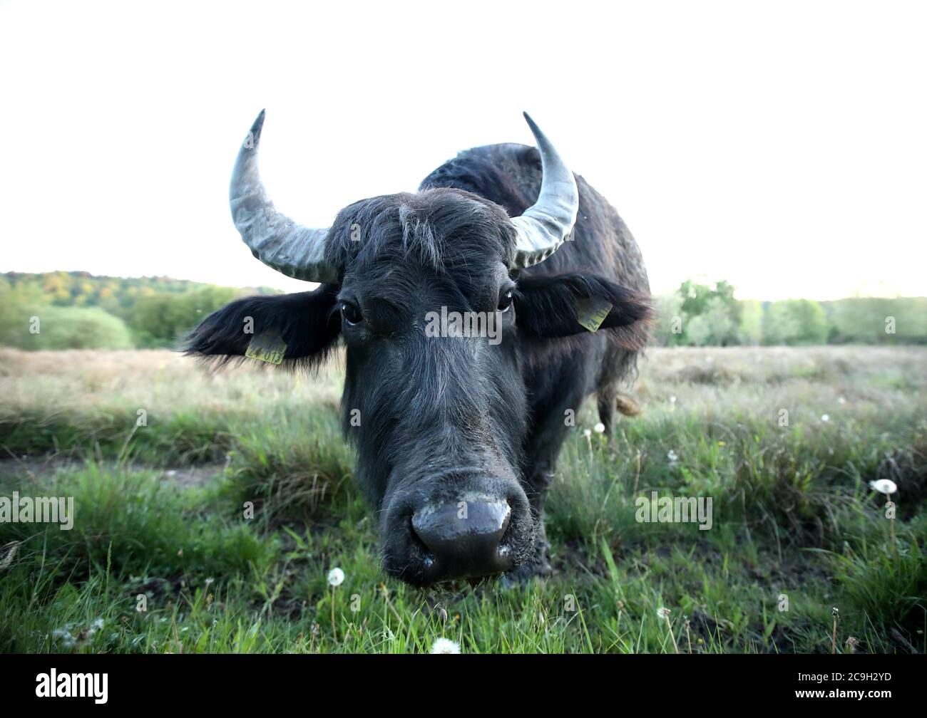 Asian water buffalo (Bubalus arnee), landscape conservation in wetlands ...