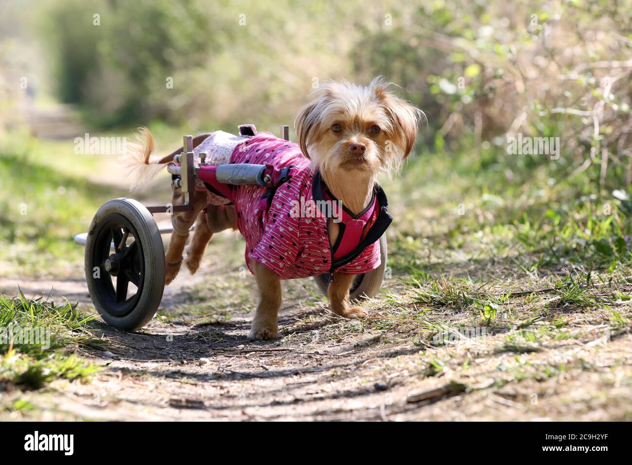 Disabled dog hi-res stock photography and images - Alamy