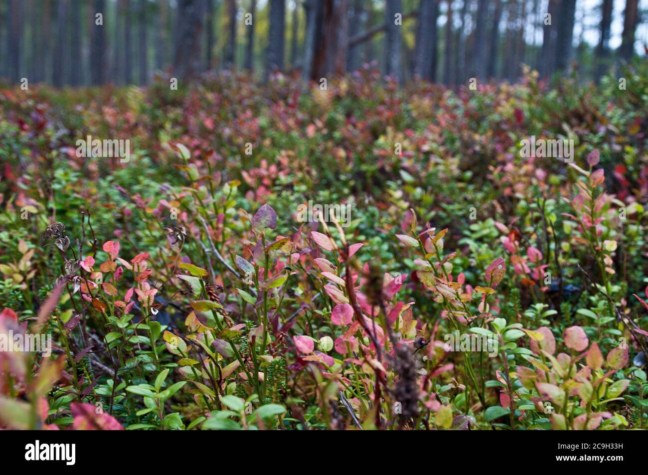 Nature in the region of North-Karelia, Finland Stock Photo - Alamy