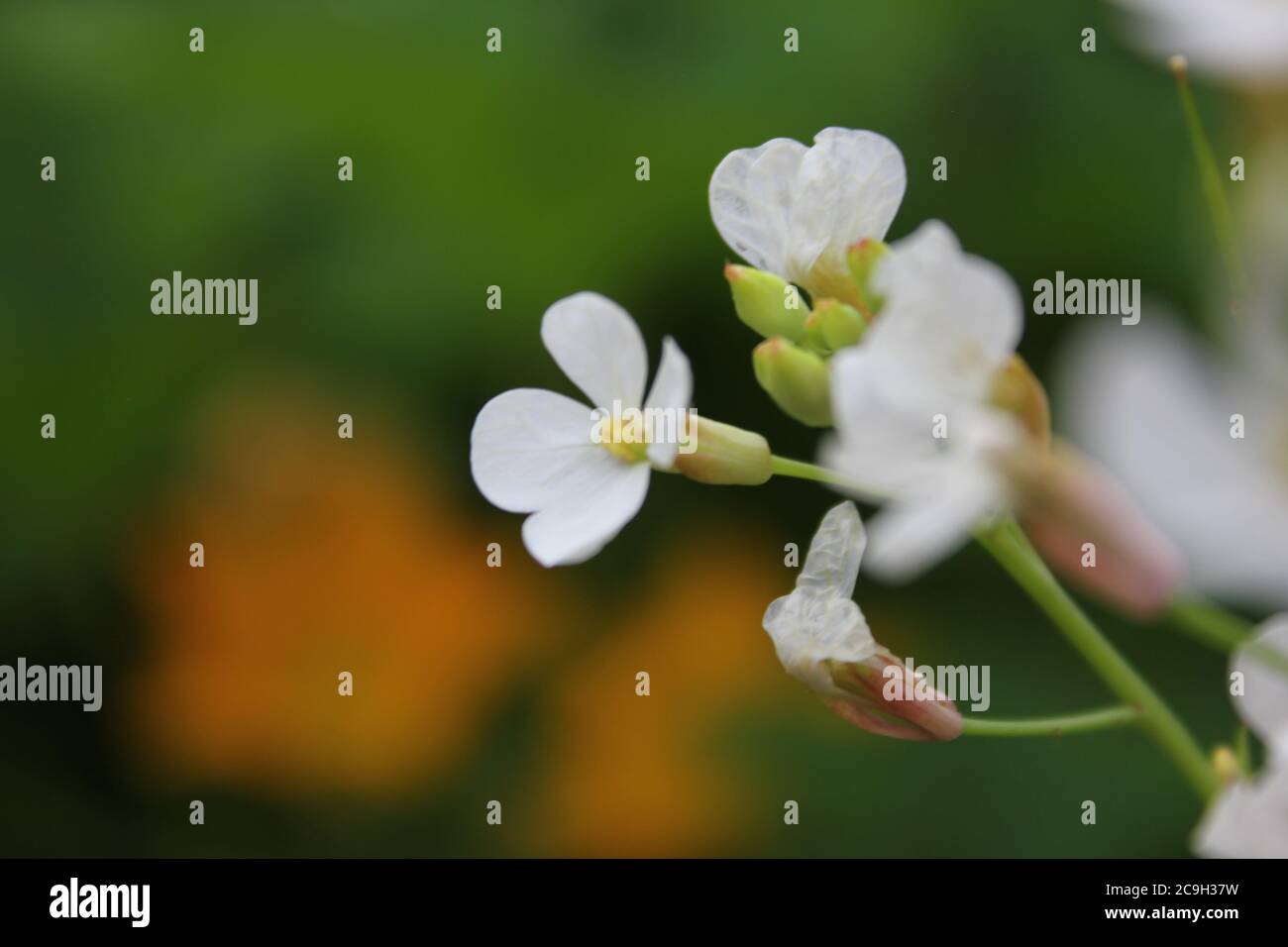 Organic urban gardening of a small white radish, Raphanus raphanistrum ...