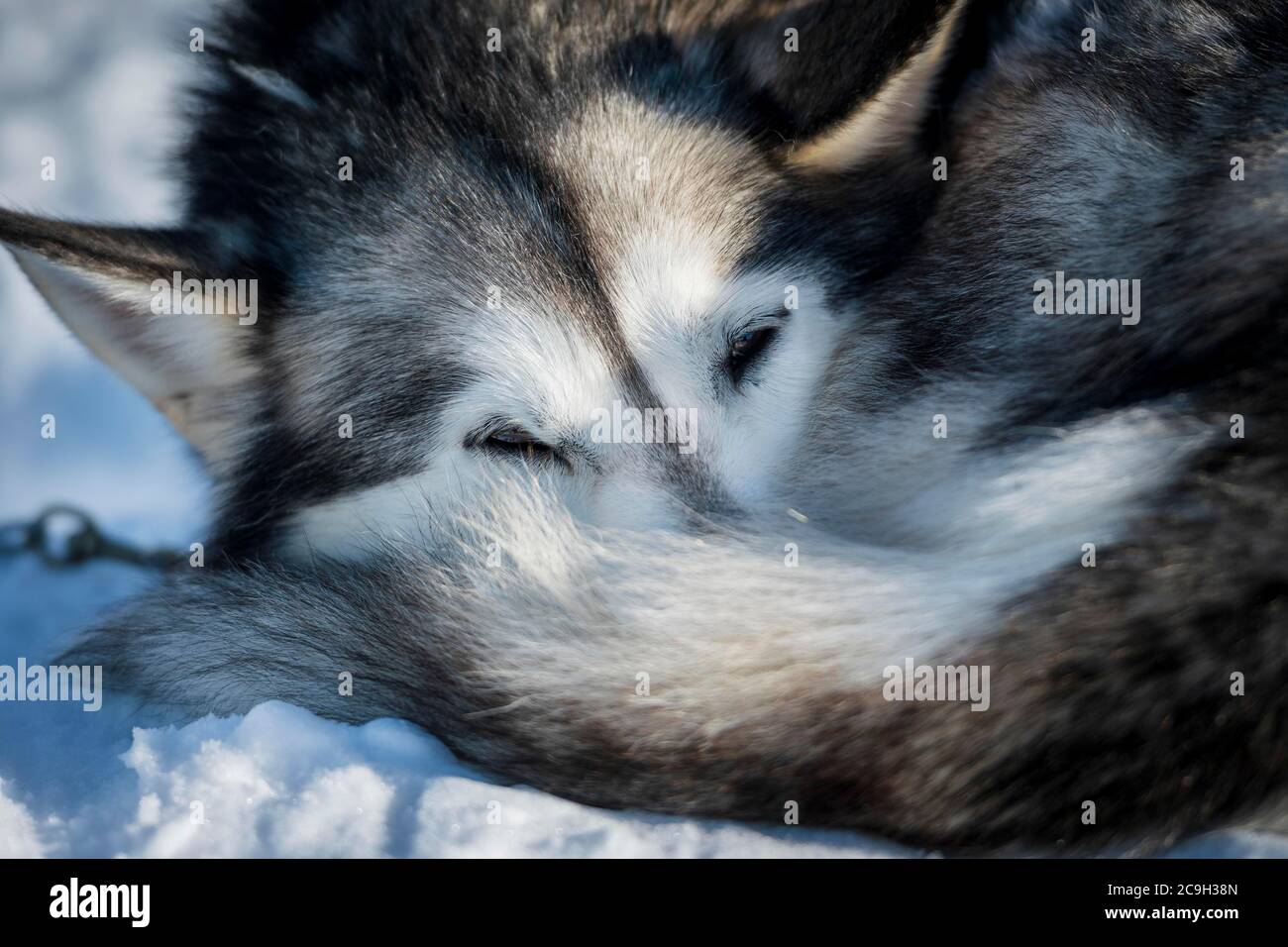 Husky resting rolled up in the snow, Norrbottens laen, Sweden Stock ...
