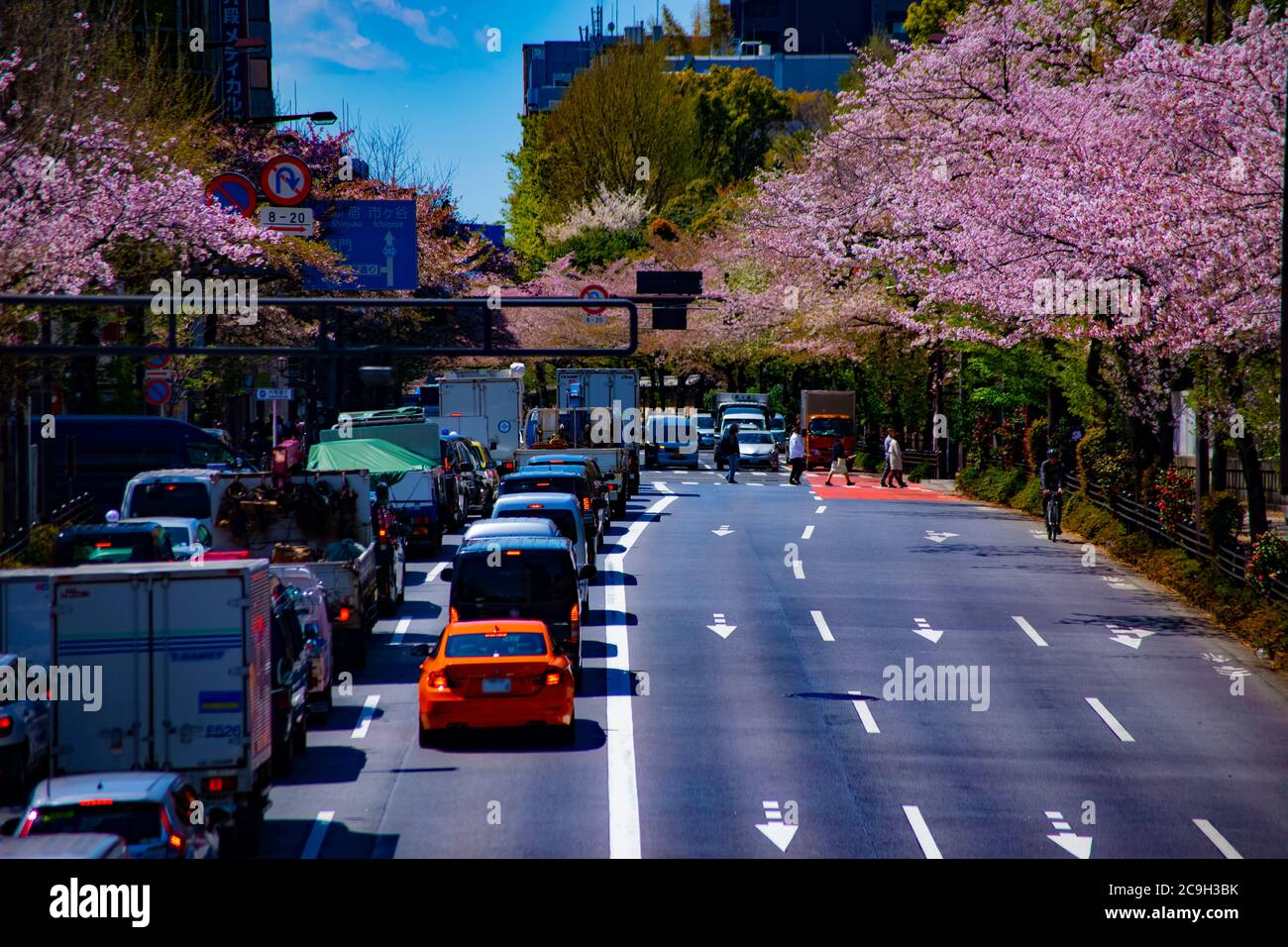 A cherry street at Yasukuni avenue in Tokyo wide shot Stock Photo - Alamy