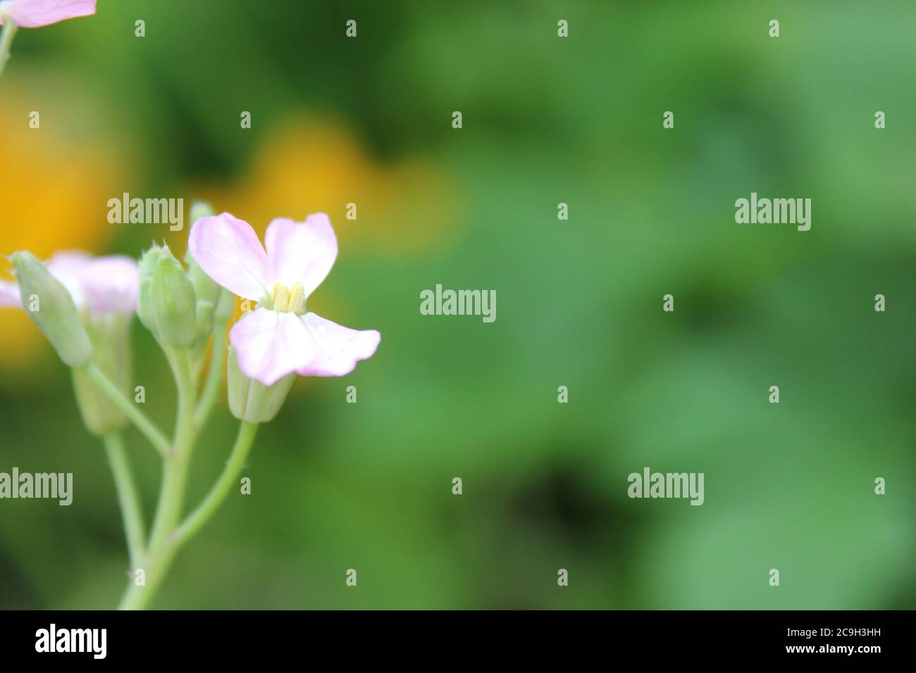 Radish blooms hi-res stock photography and images - Alamy
