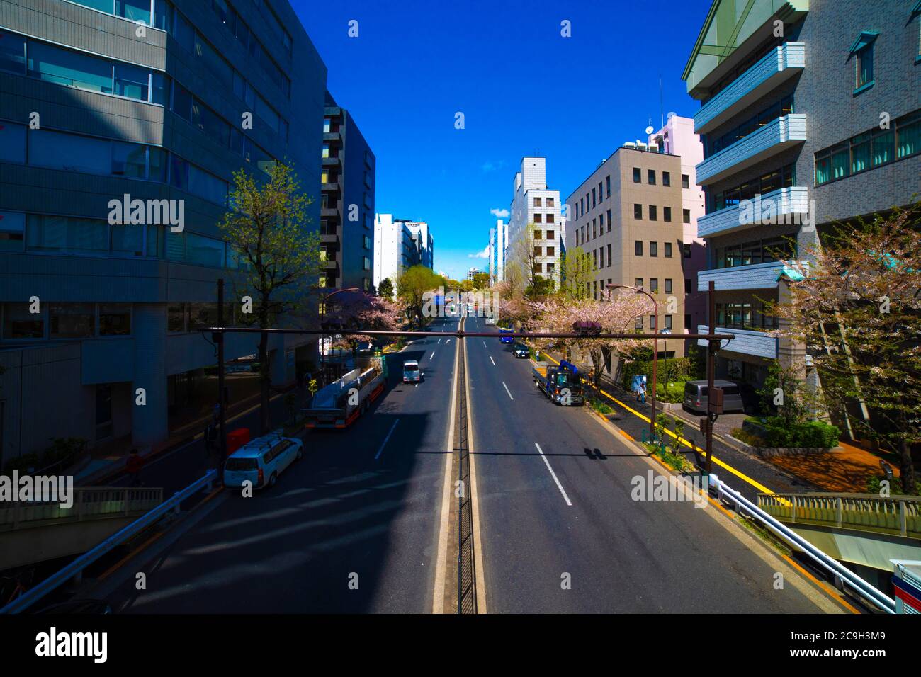 A cherry street at Yasukuni avenue in Tokyo wide shot Stock Photo - Alamy