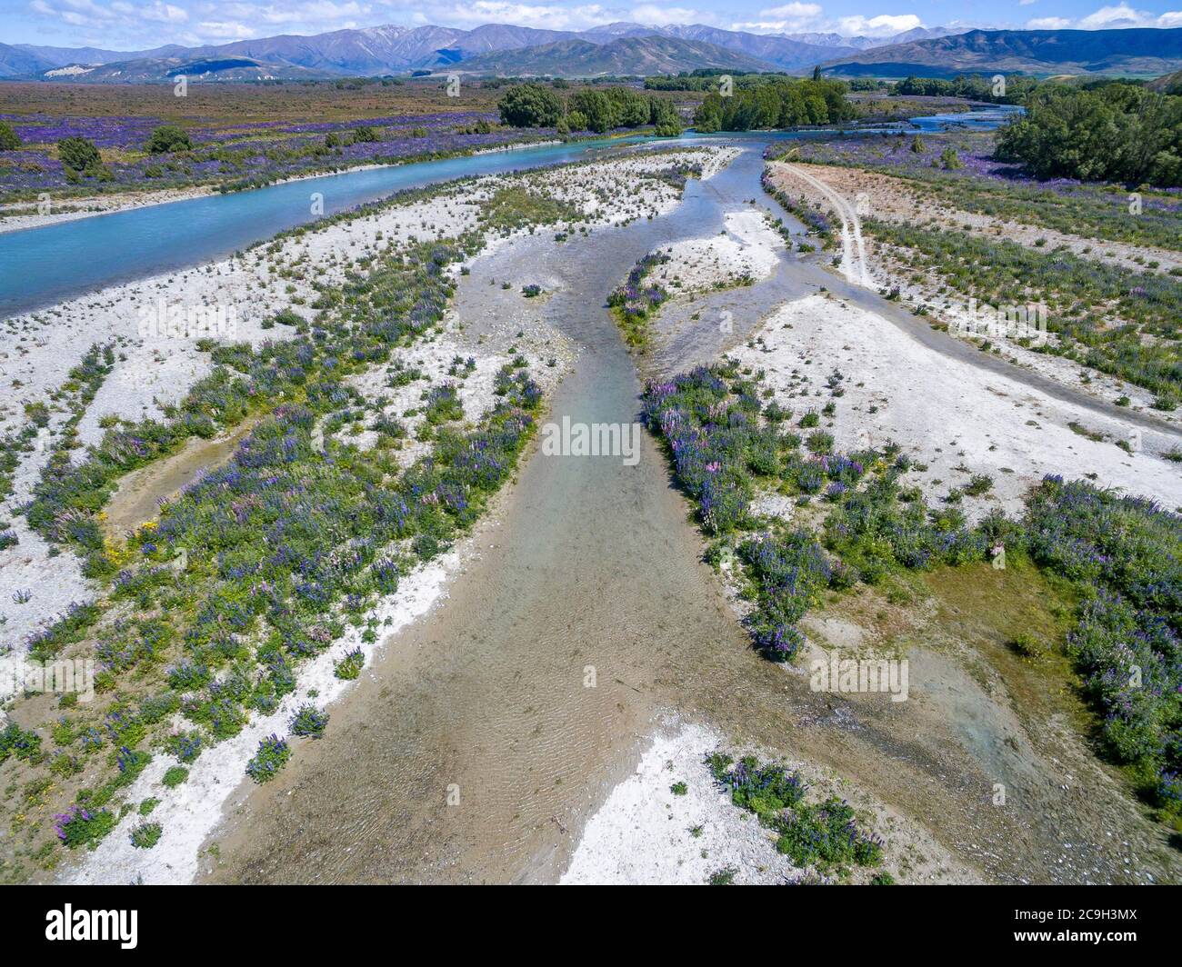 Riverbed of the Ahuriri River, aerial view, purple flowering Large ...