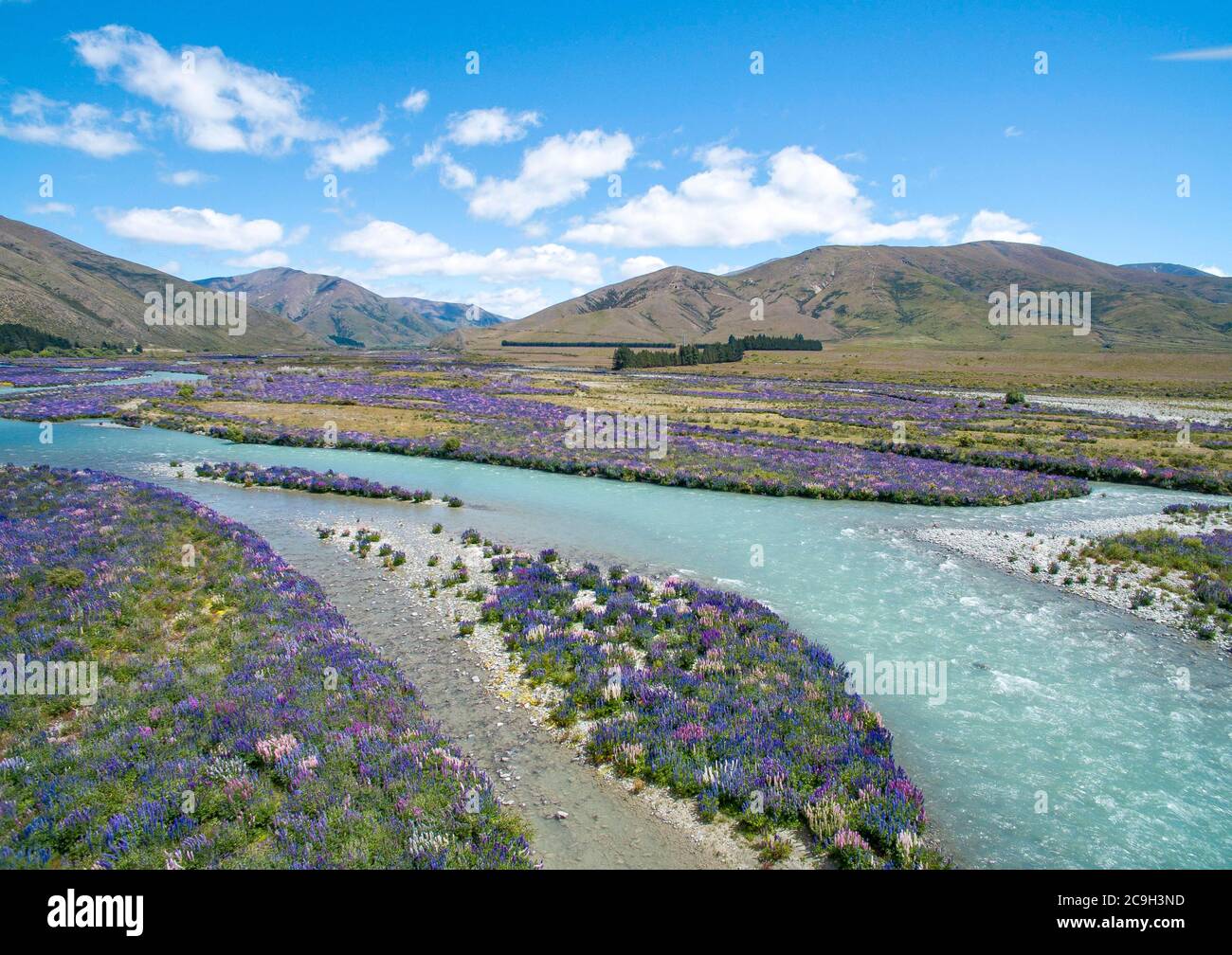 Riverbed of the Ahuriri River, aerial view, purple flowering Large ...
