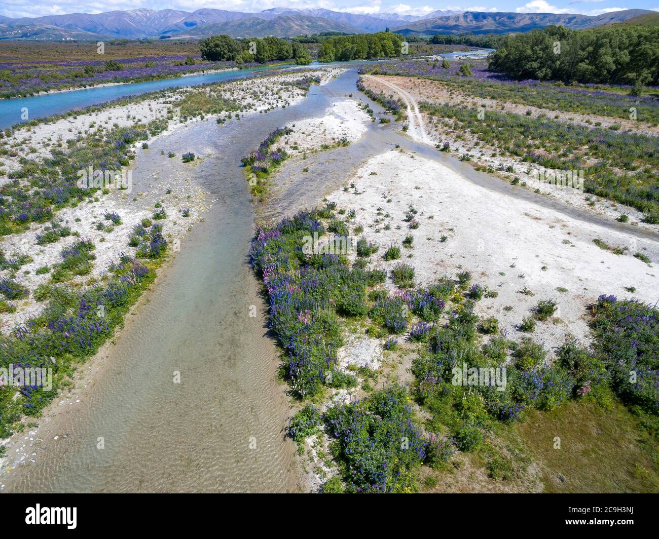 Riverbed of the Ahuriri River, aerial view, purple flowering Large ...