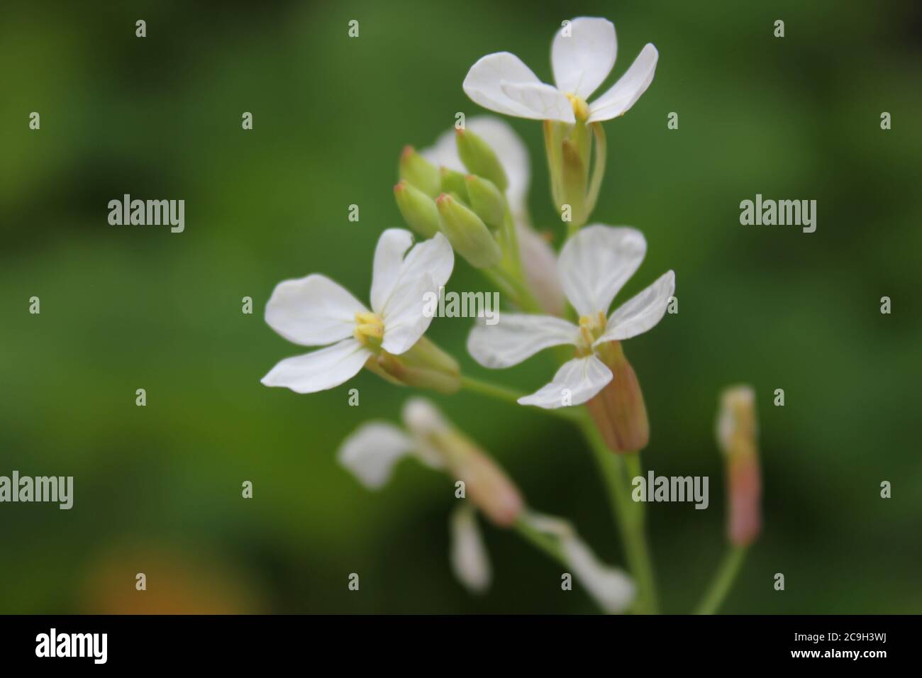 Radish blooms hi-res stock photography and images - Alamy