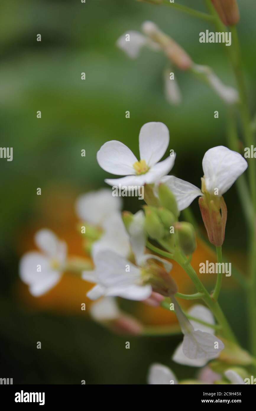Radish blooms hi-res stock photography and images - Alamy