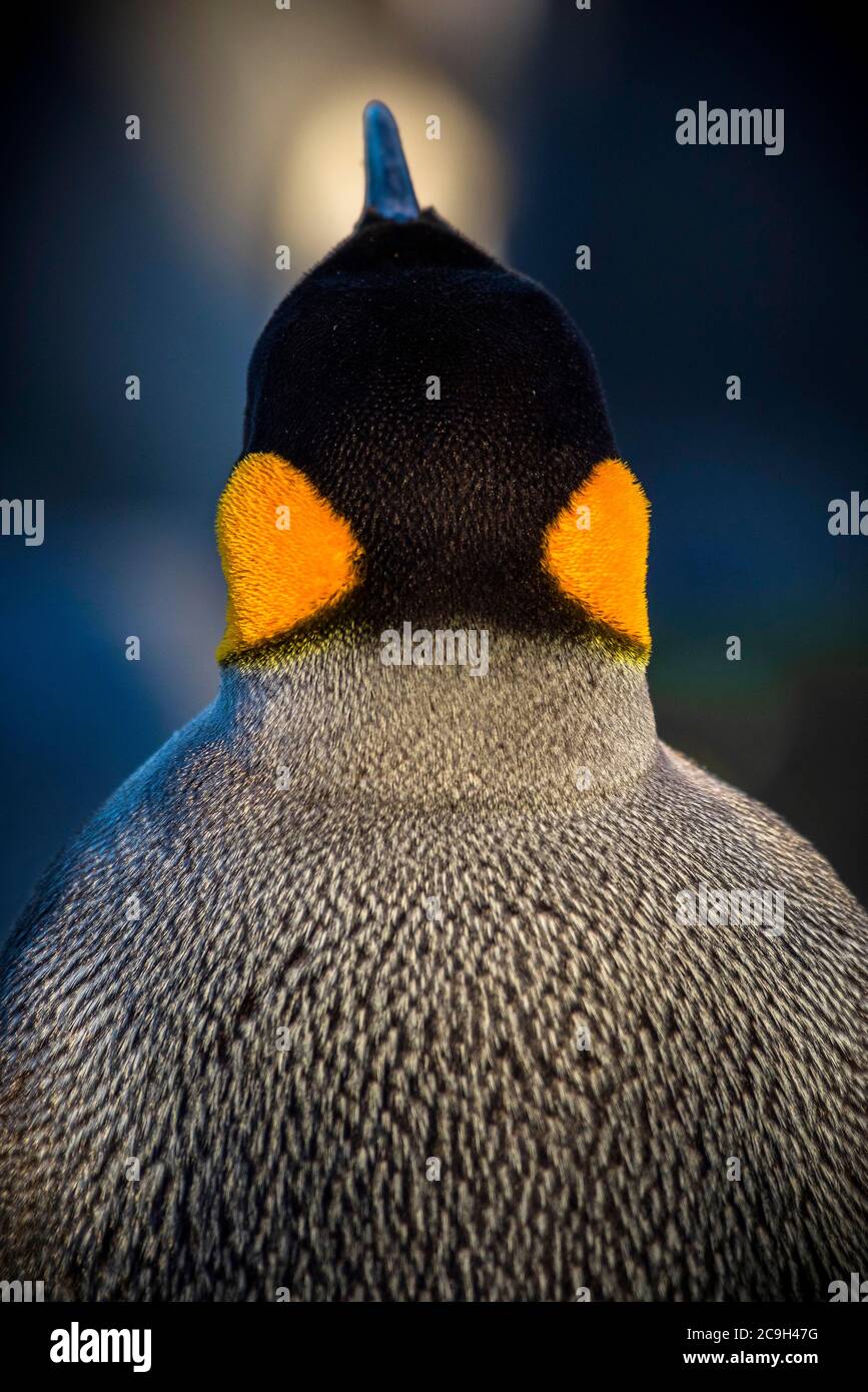 King penguin (Aptenodytes patagonicus), detail view, head from behind ...