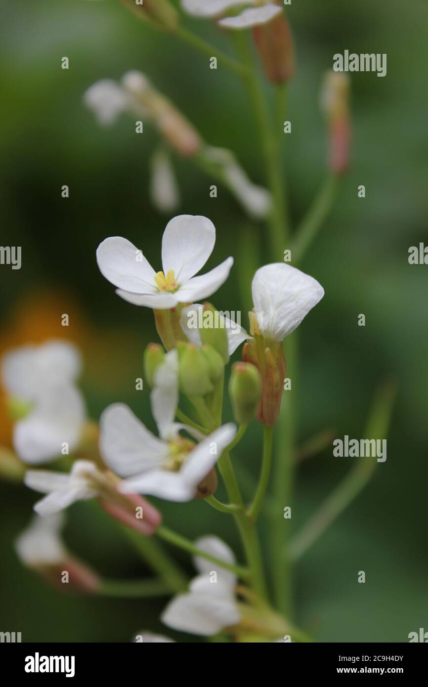 Radish blooms High Resolution Stock Photography and Images - Alamy