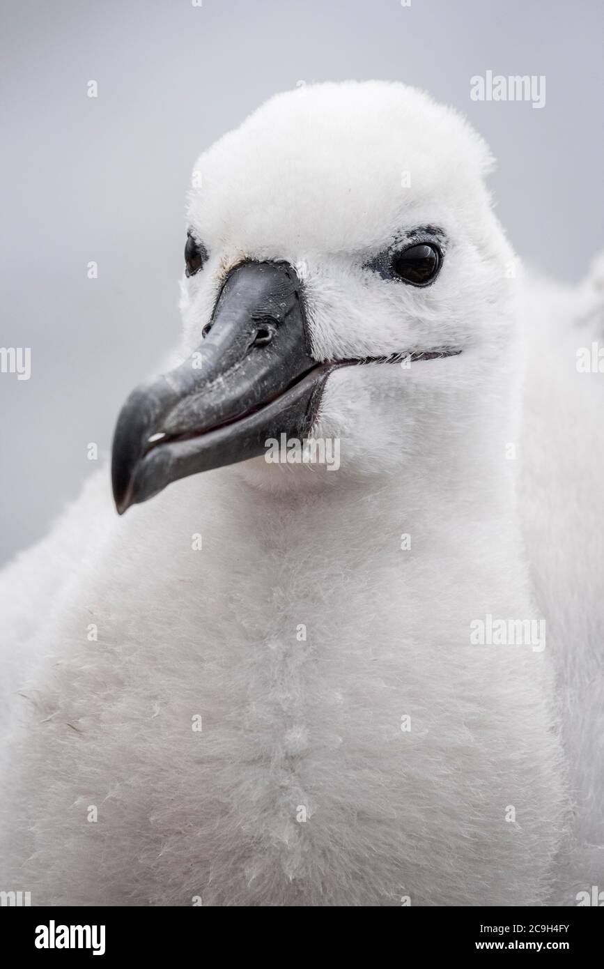 Black-browed Albatross (Thalassarche melanophris), chicks, portrait ...