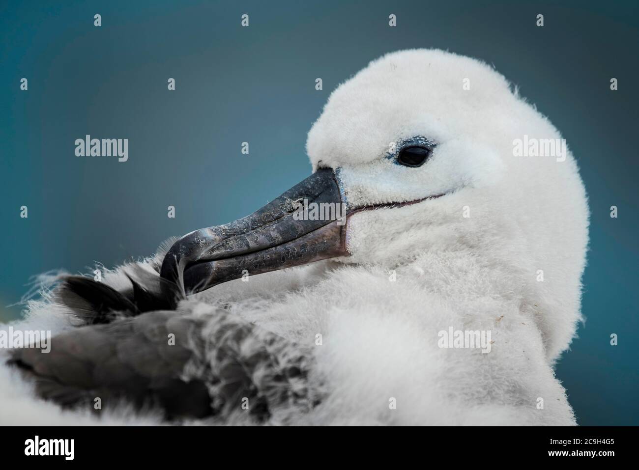 Black-browed Albatross (Thalassarche melanophris), chicks, portrait ...