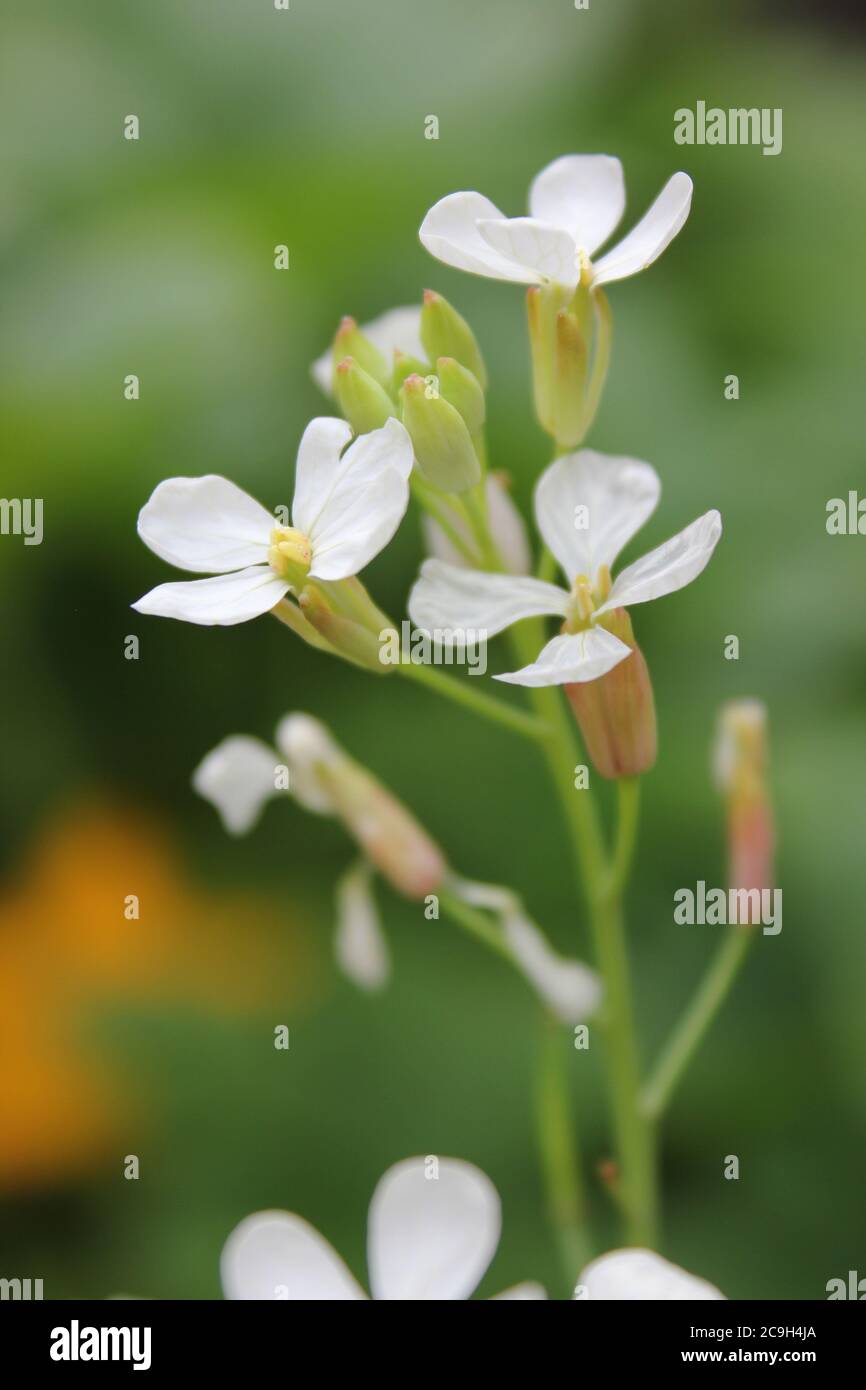 Radish blooms hi-res stock photography and images - Alamy