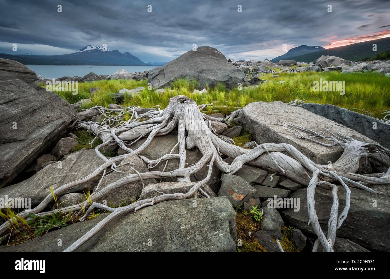 Tree roots on rocky ground, Stora Sjoefallets National Park, Laponia ...