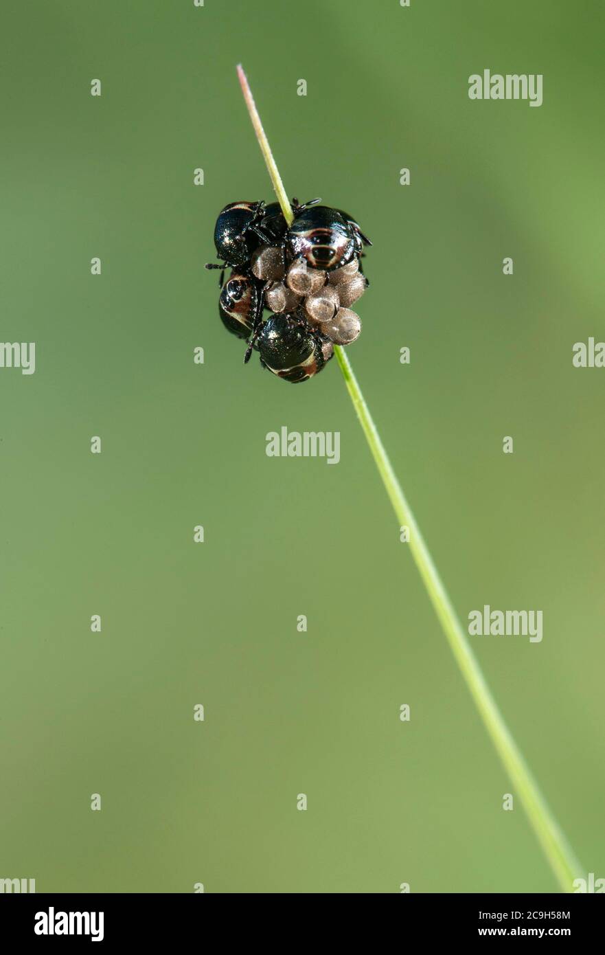 Freshly hatched nymphs of the grey garden bug (Rhaphigaster nebulosa ...