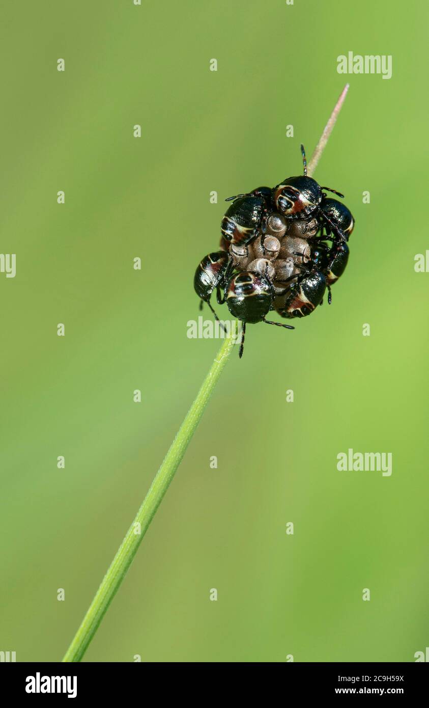 Freshly hatched nymphs of the grey garden bug (Rhaphigaster nebulosa ...