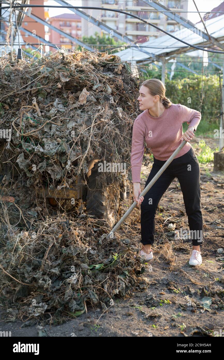 Female worker collecting compost for fertilizer on plantation Stock ...