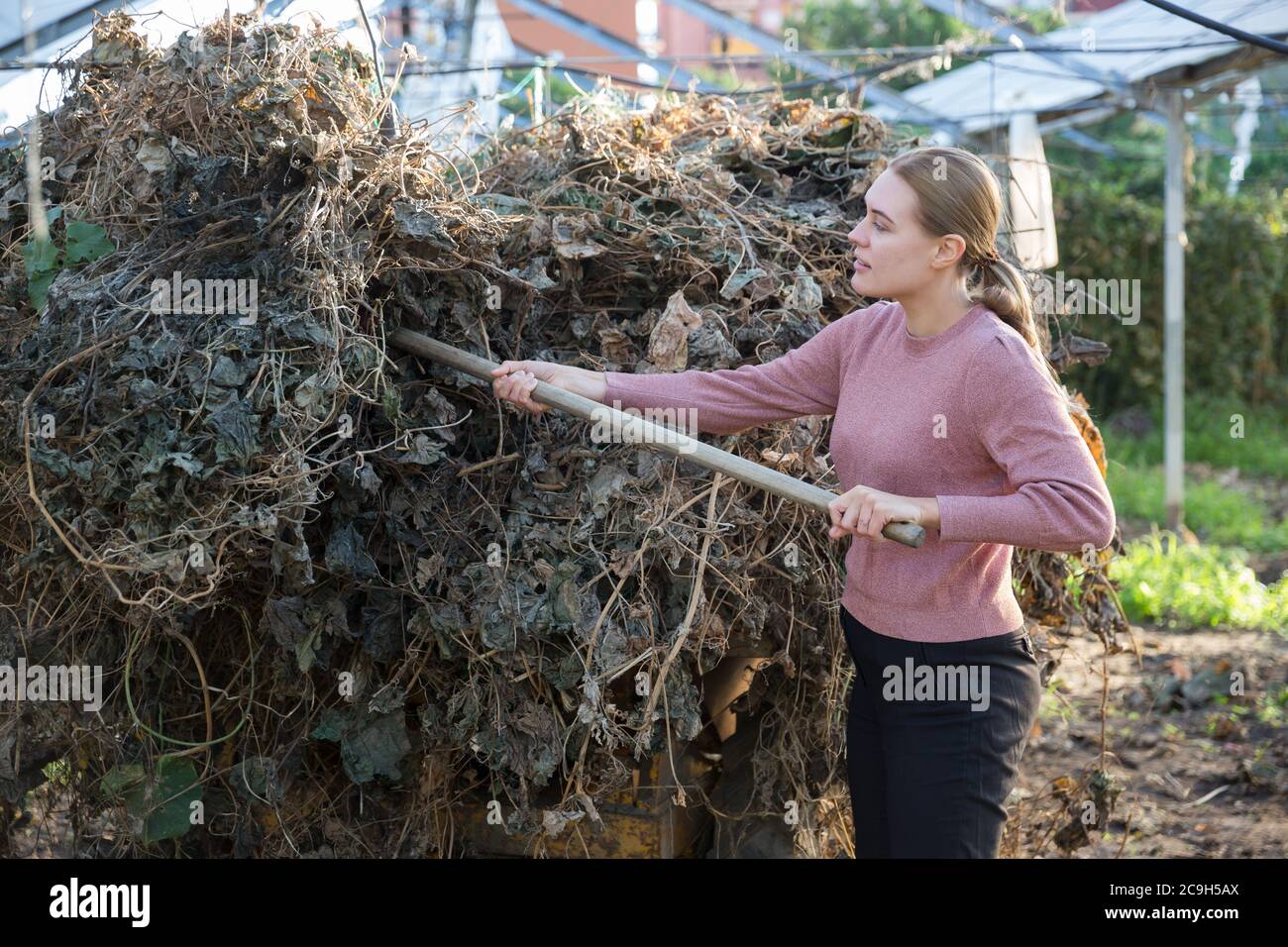 Female worker collecting compost for fertilizer on plantation Stock ...