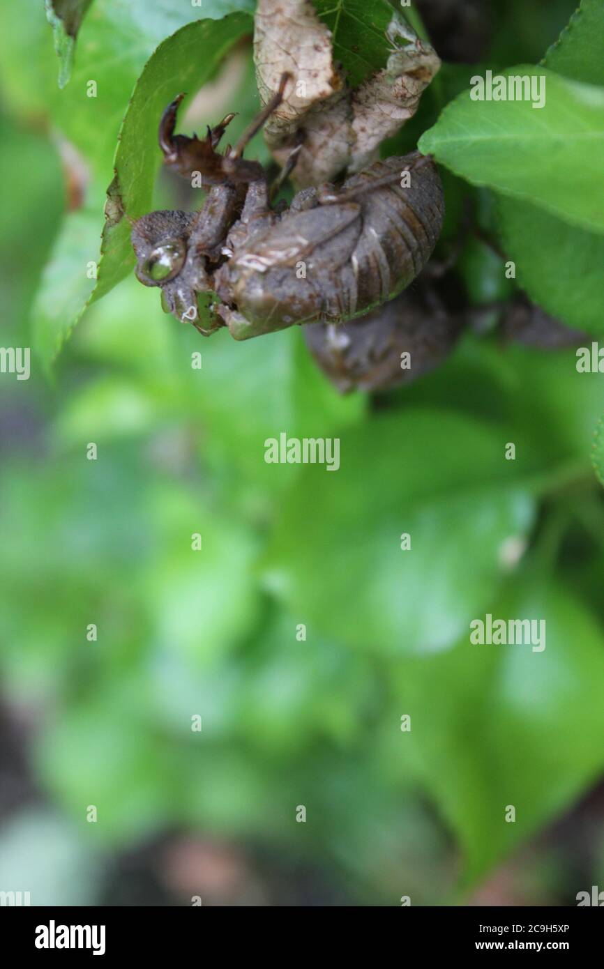 Common cicada, Cicadoidea, shells and moltings hanging on a plant in ...