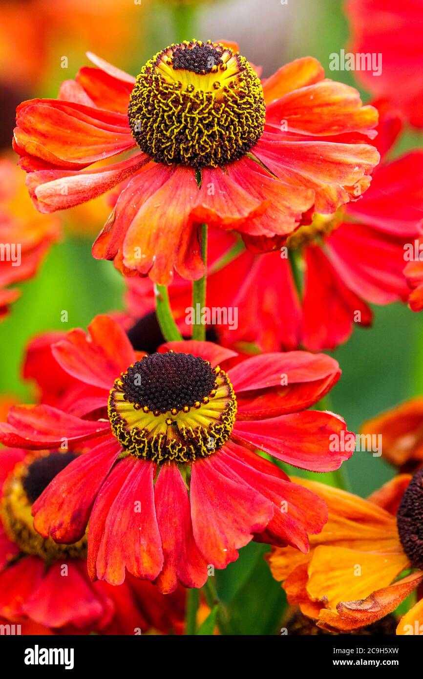 Red helenium hi-res stock photography and images - Alamy