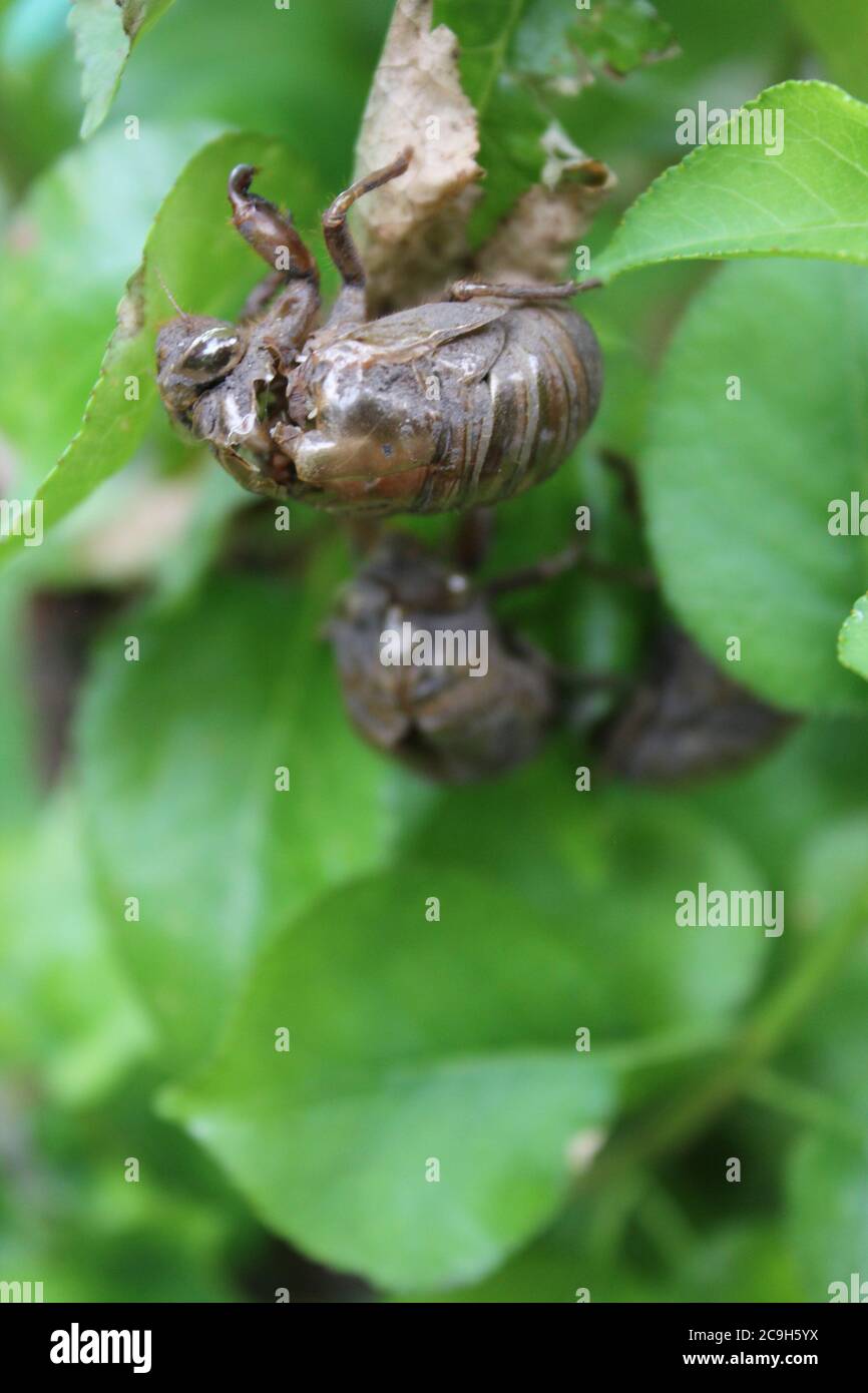 Common cicada, Cicadoidea, shells and moltings hanging on a plant in ...
