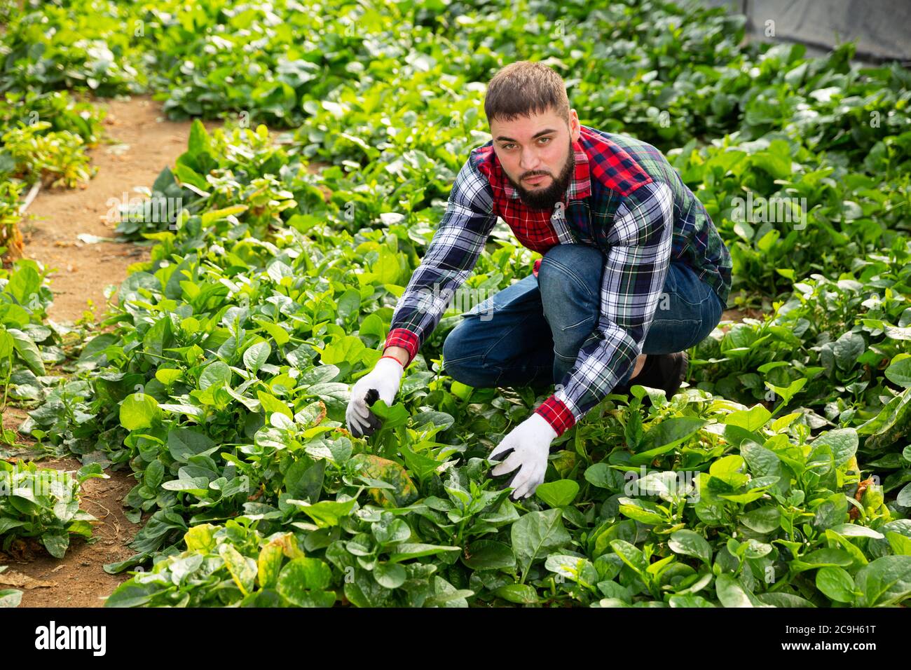 Farmer caring for green plants in greenhouse Stock Photo - Alamy
