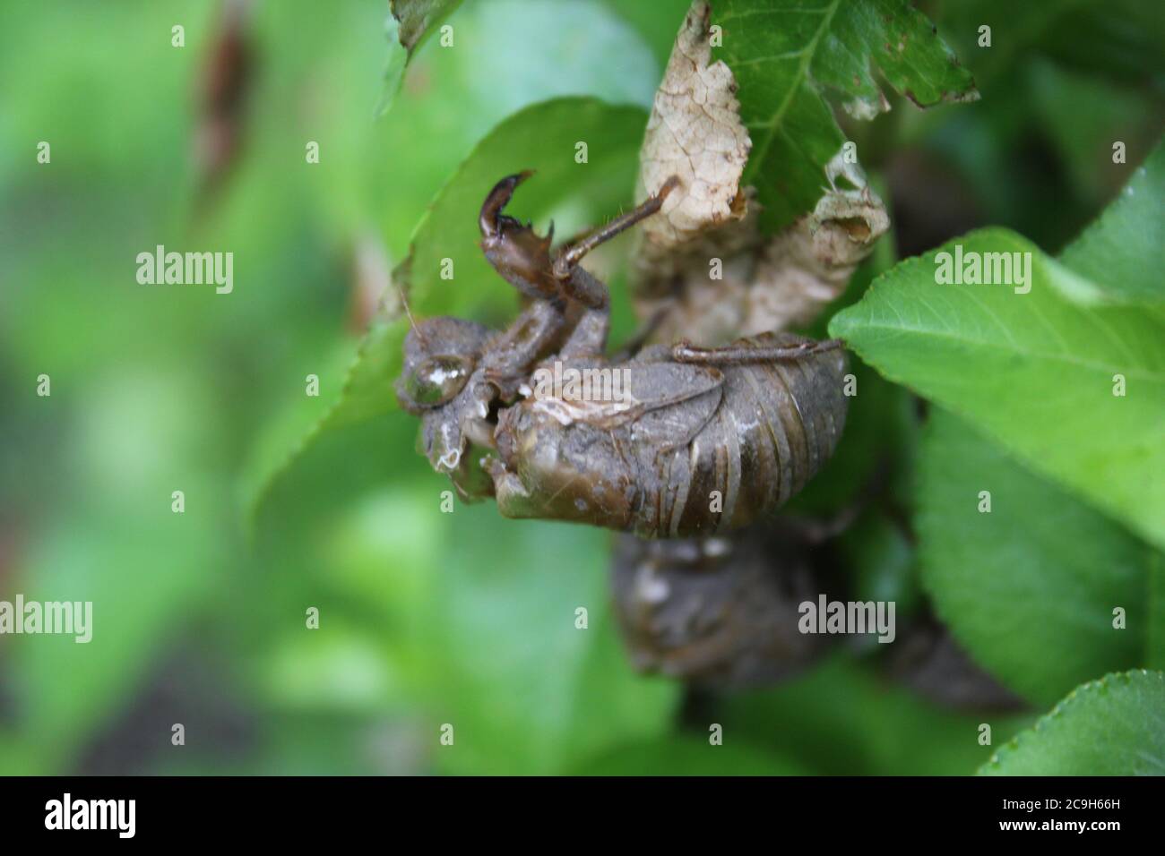Common cicada, Cicadoidea, shells and moltings hanging on a plant in ...