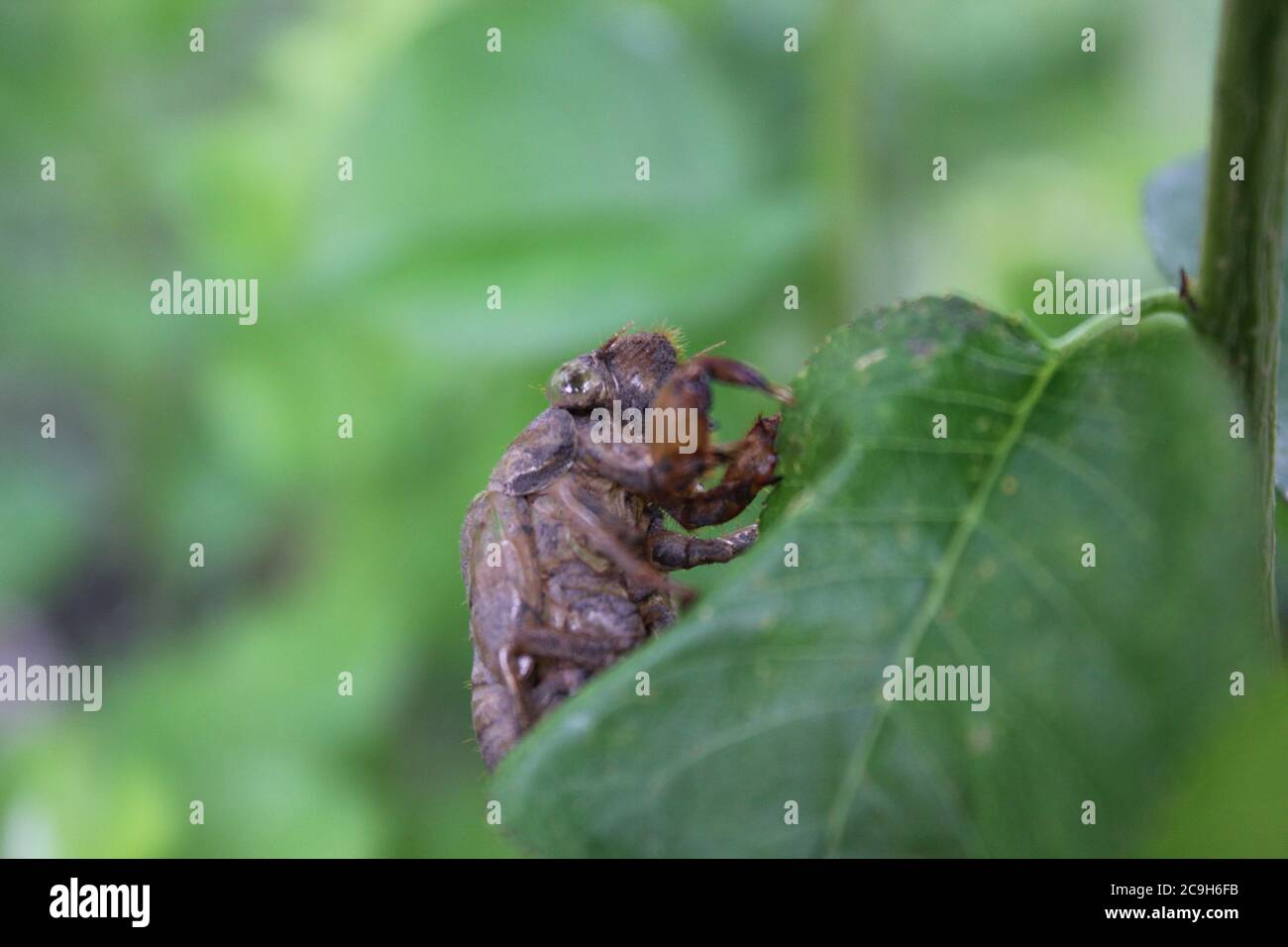 Common cicada, Cicadoidea, shells and moltings hanging on a plant in ...
