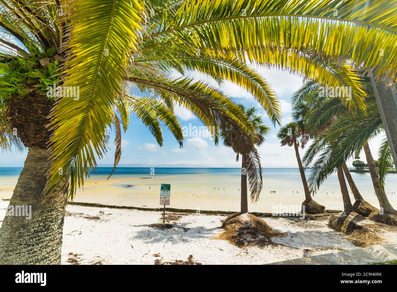 Palm trees in Vinoy Park beach in Saint Petersburg. Florida, USA Stock ...