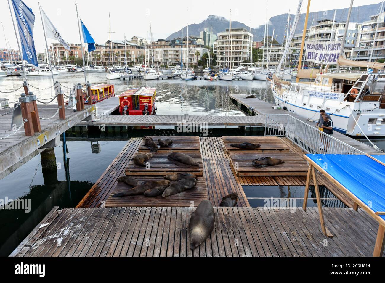 Seal Platform at Victoria & Alfred Waterfront, Cape Town, South Africa ...