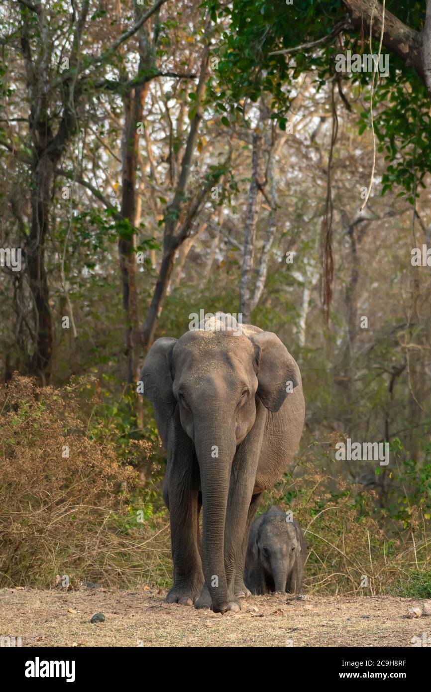 Asian Elephant in its wild habitat. Image was captured in the forest of ...