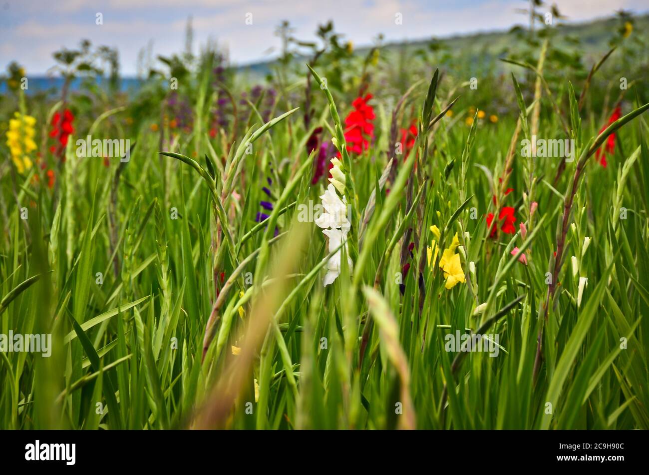 A big field of many gladiolus in different colours in german landscape ...