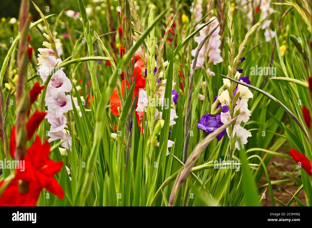 A big field of many gladiolus in different colours in german landscape ...