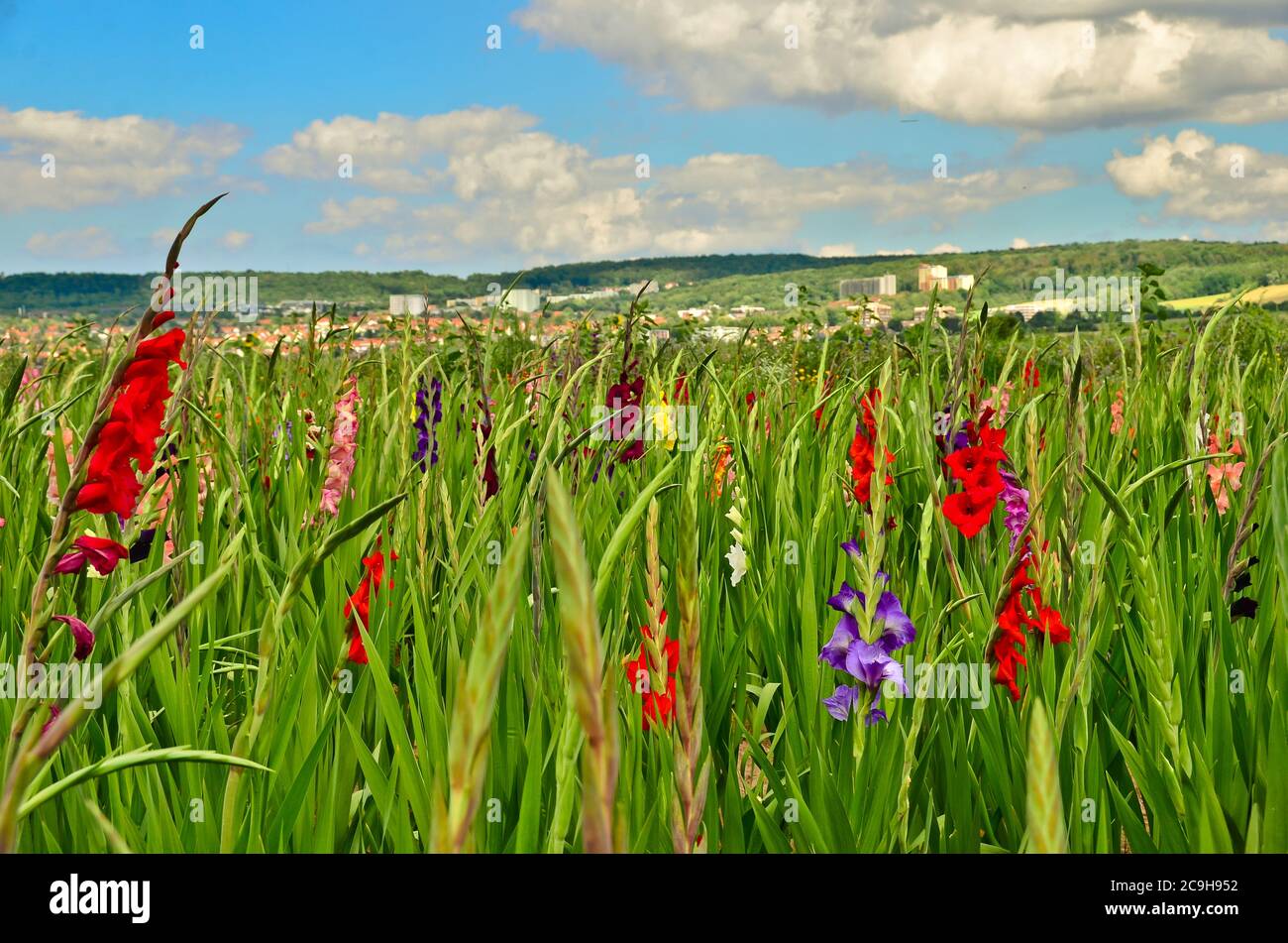 A big field of many gladiolus in different colours in german landscape ...