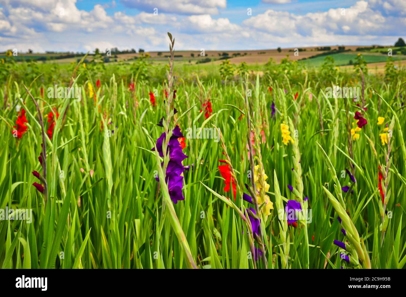 A big field of many gladiolus in different colours in german landscape ...