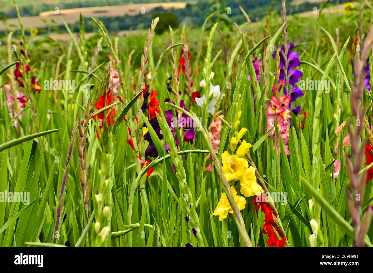 A big field of many gladiolus in different colours in german landscape ...