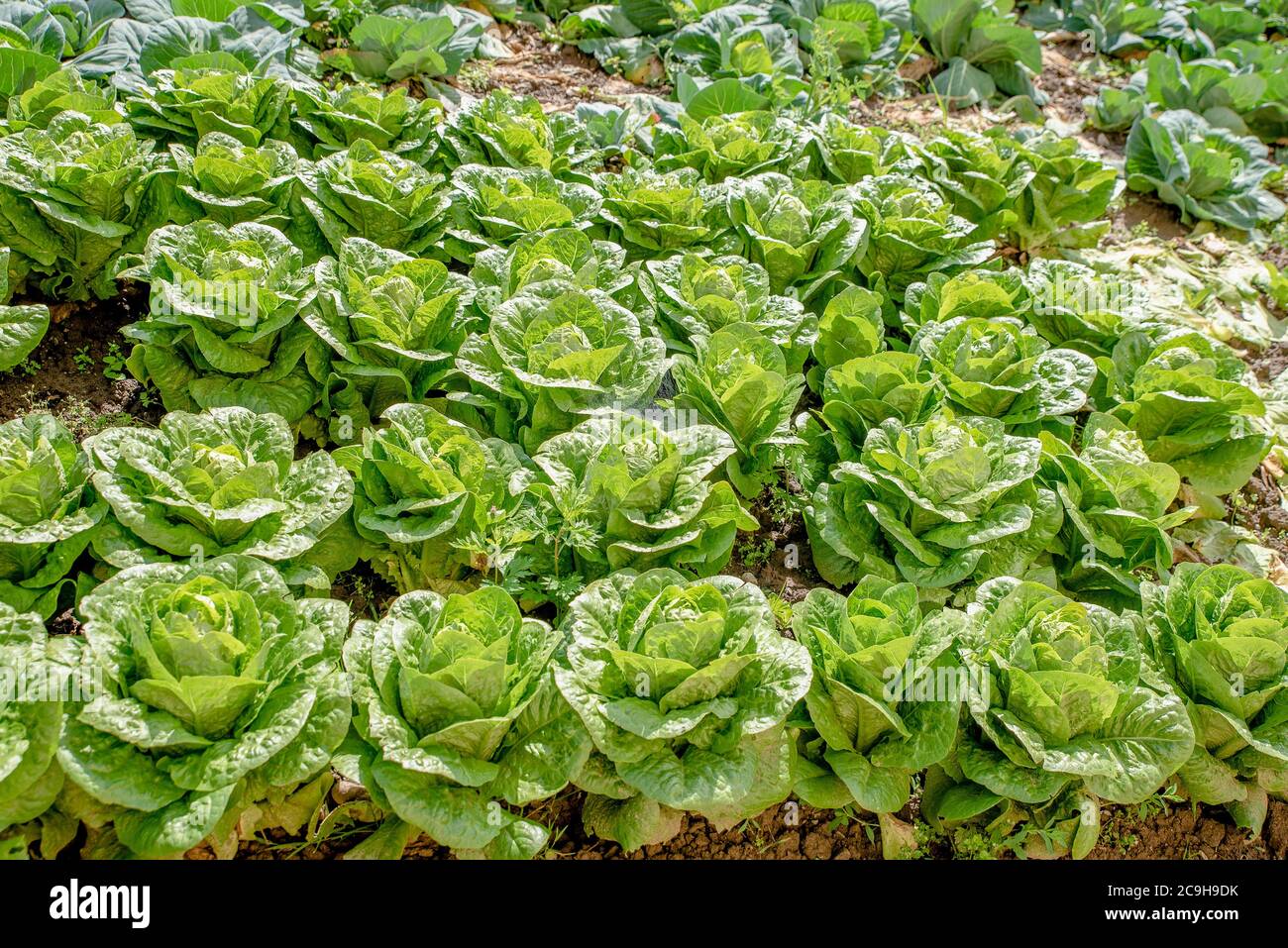 Lettuce. Lactuca sativa. Fresh plant salad in the field with spider web ...