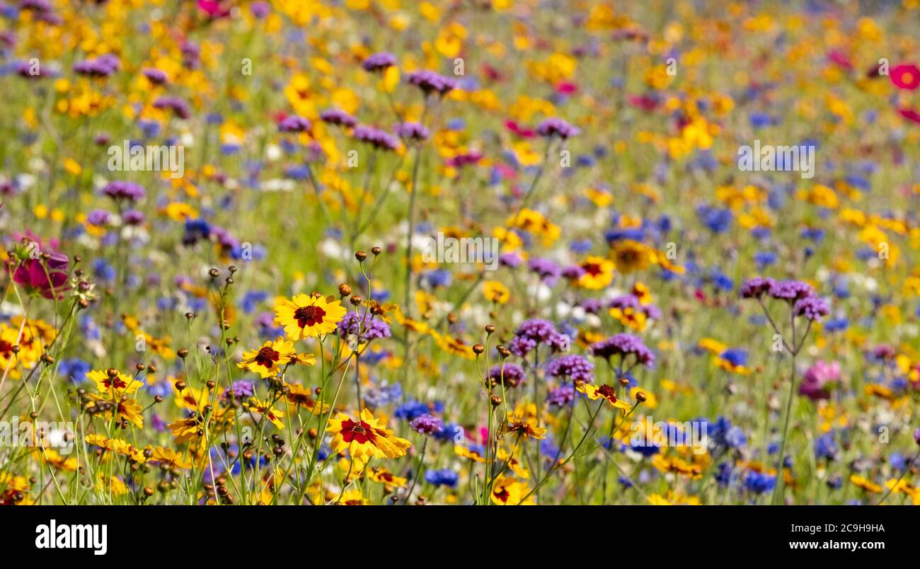 Savill Building High Resolution Stock Photography and Images - Alamy
