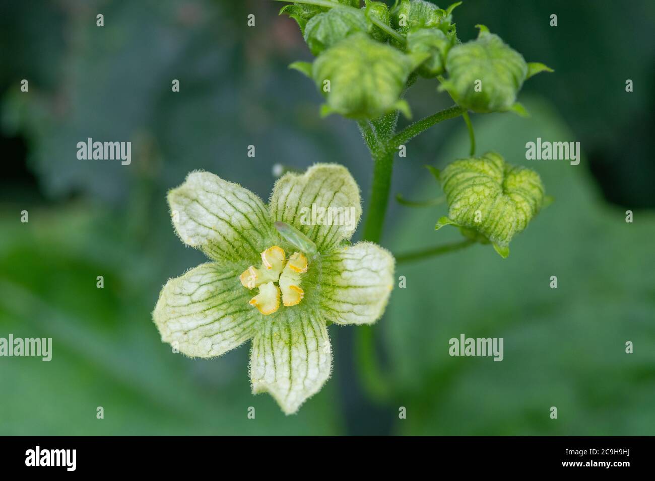 Bryonia alba white bryony hi-res stock photography and images - Alamy