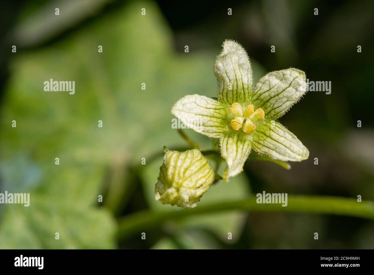 Bryony Bryonia Alba High Resolution Stock Photography and Images - Alamy