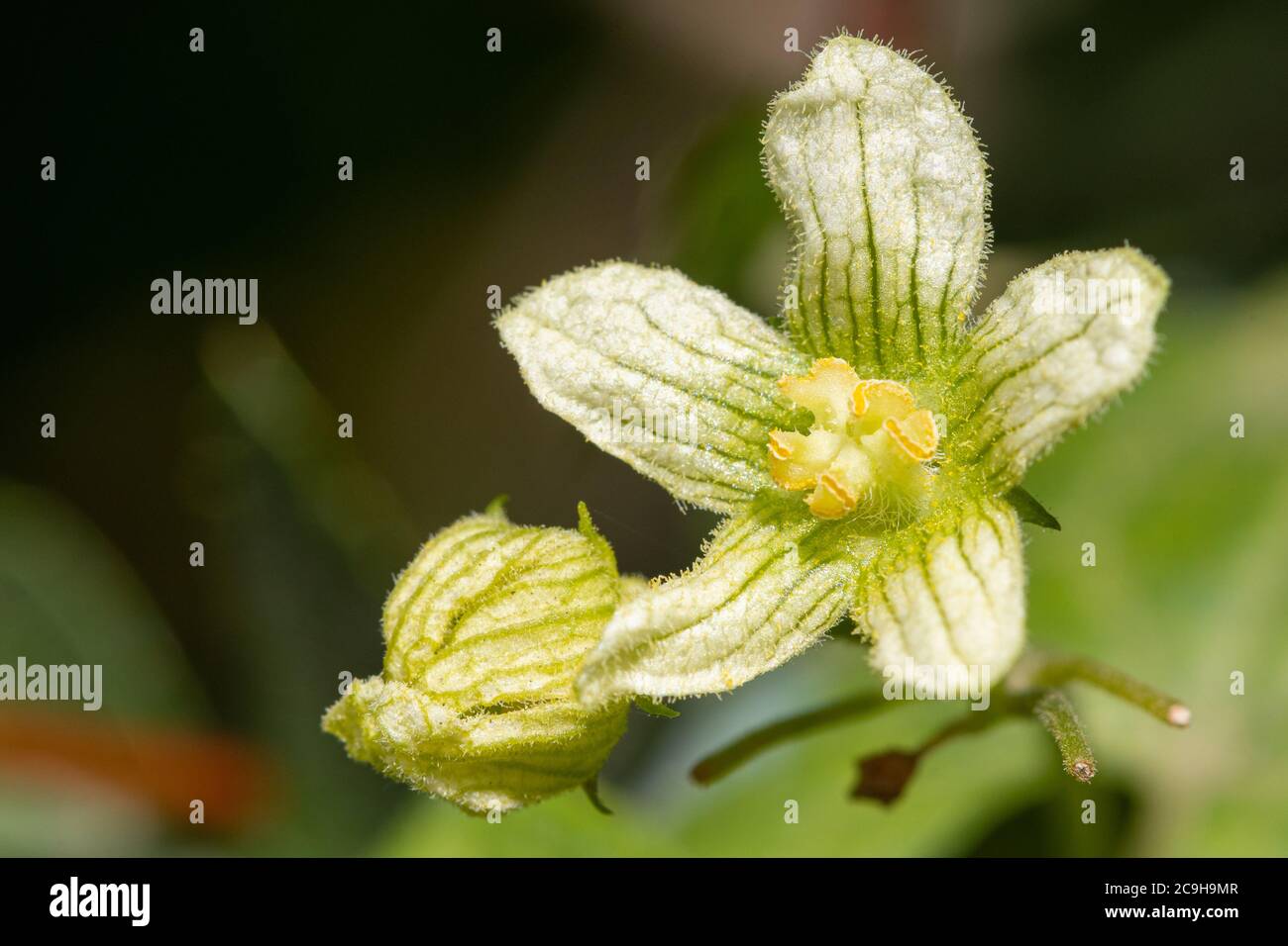 Macro shot of a white bryony (bryonia alba) flower Stock Photo - Alamy