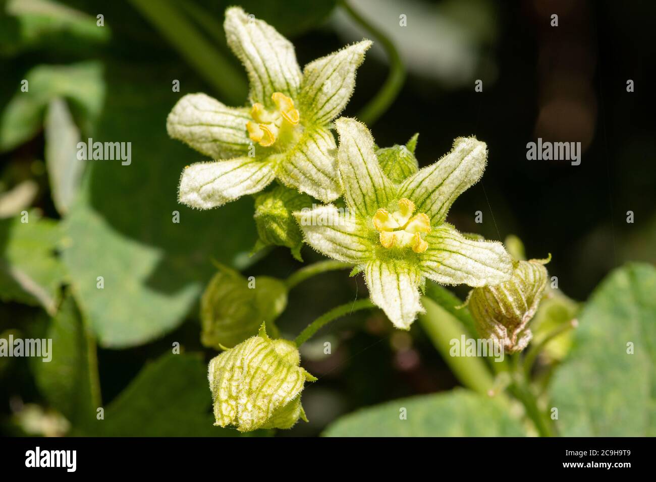 Bryonia alba hi-res stock photography and images - Alamy