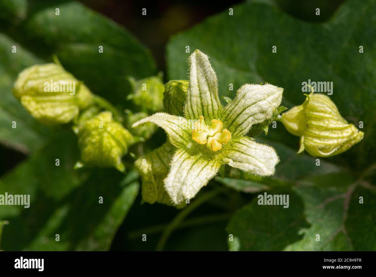 Bryonia alba hi-res stock photography and images - Alamy