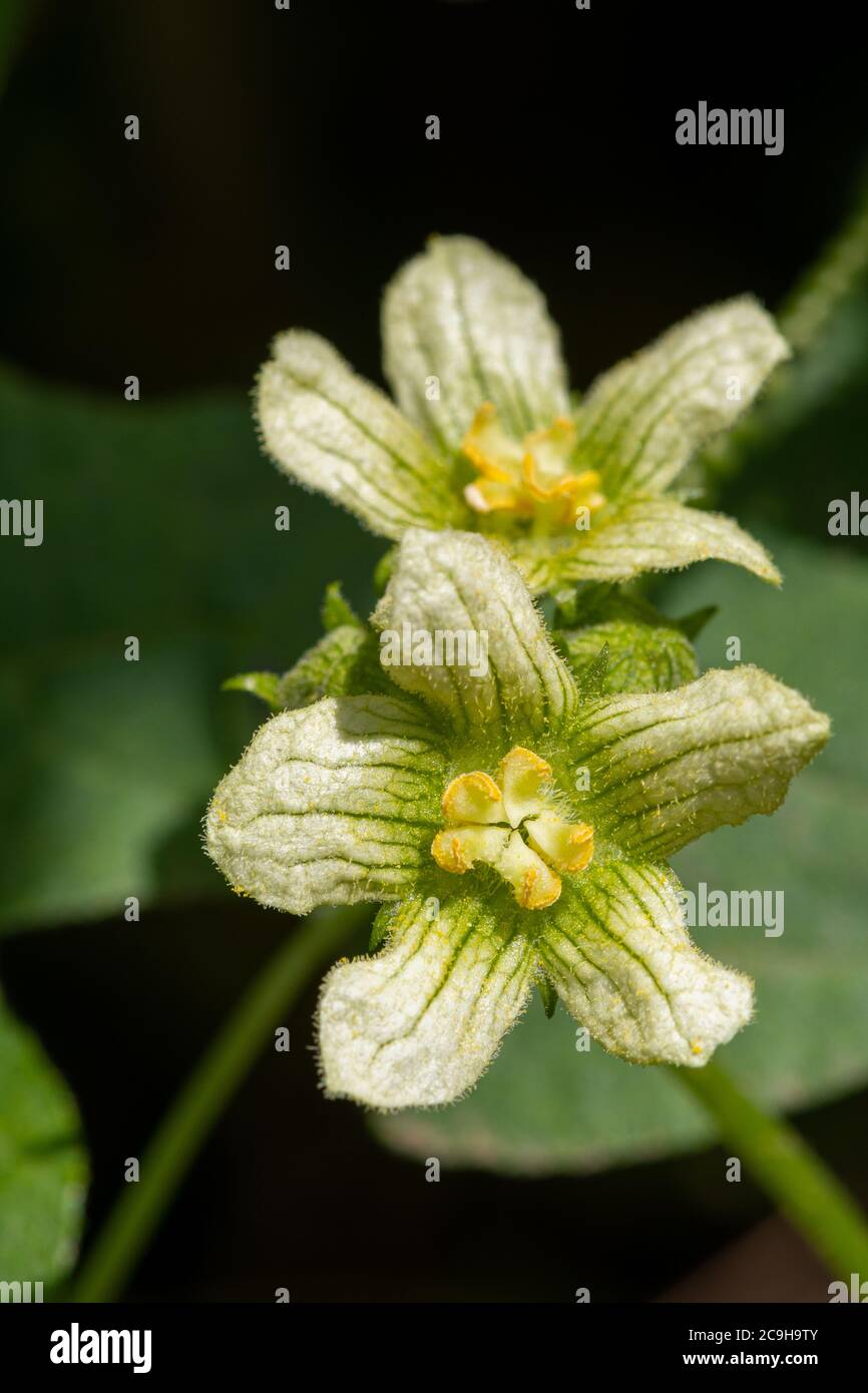 Bryony Bryonia Alba High Resolution Stock Photography and Images - Alamy