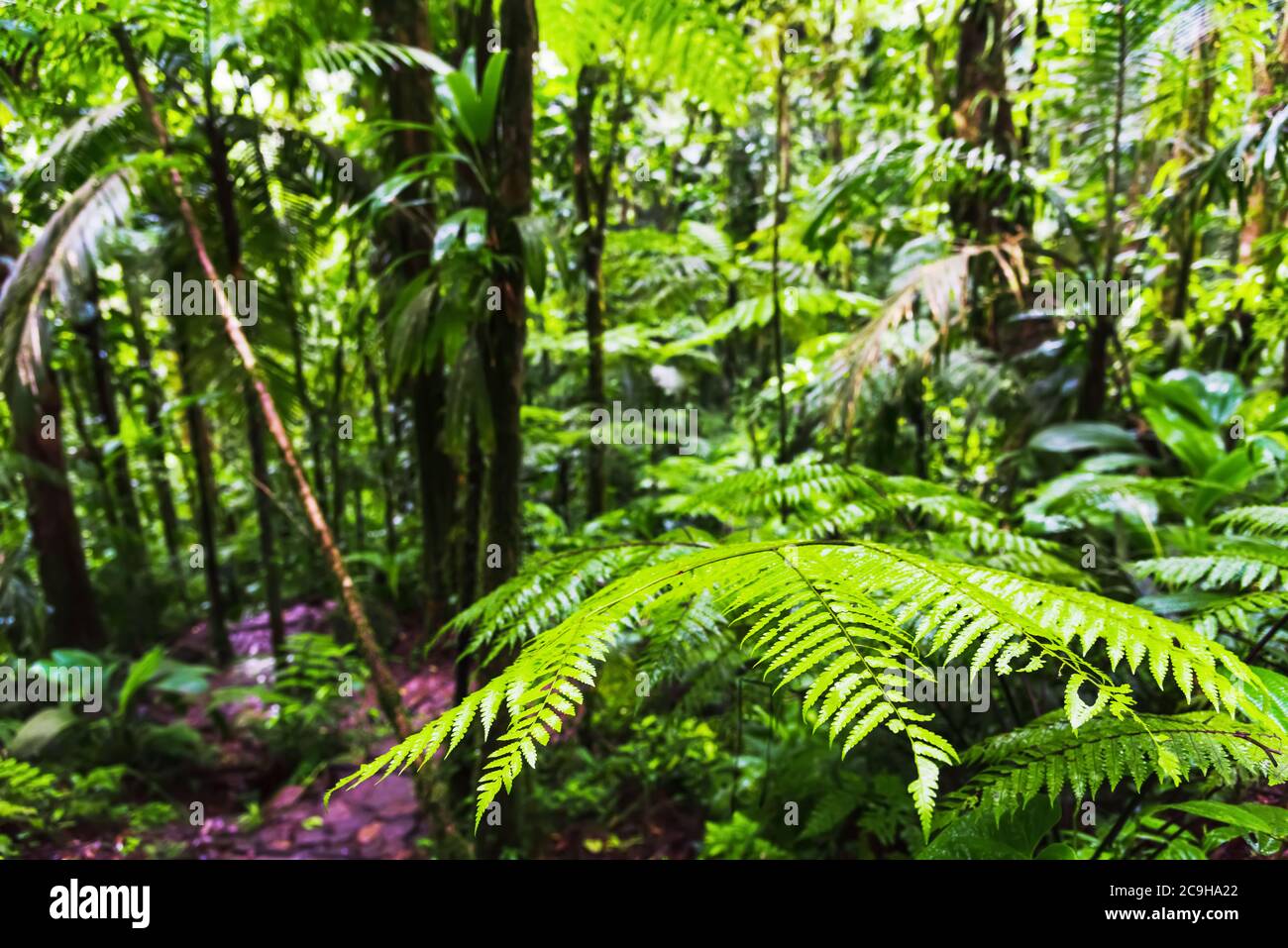 Huge fern leaf in Guadeloupe jungle, French west indies. Lesser ...